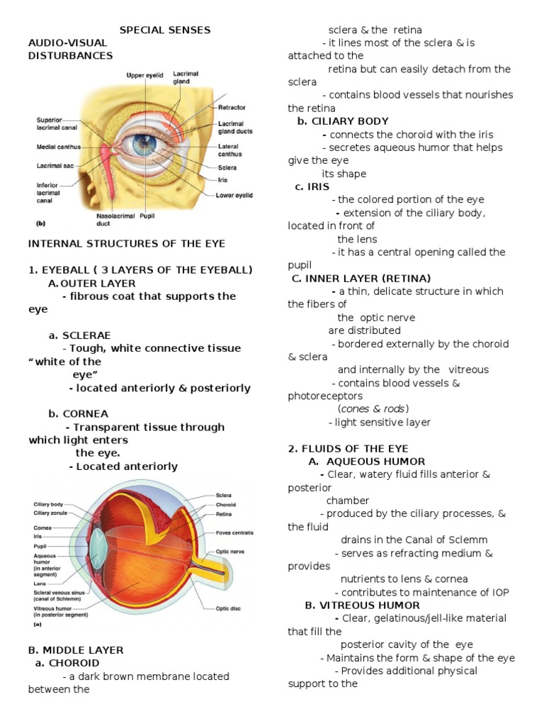 Anatomy and Physiology of the Eye | PDF