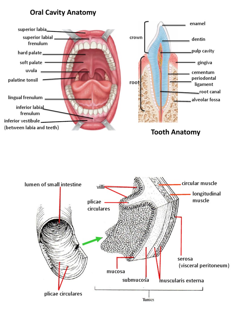 Oral Anatomy | PDF