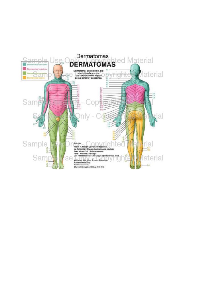91836976 Detamatomas y Miotomas | Mano | Codo
