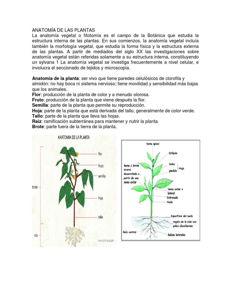 Anatomía de Las Plantas | PDF | Tallo de la planta | Plantas