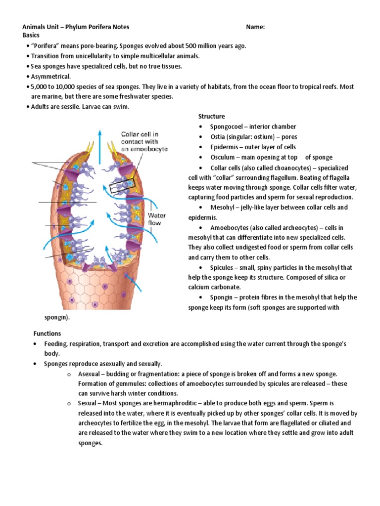 Phylum Porifera Notes | PDF | Sponge | Organisms