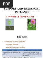 Grade 11 Photosynthesis Notes | PDF