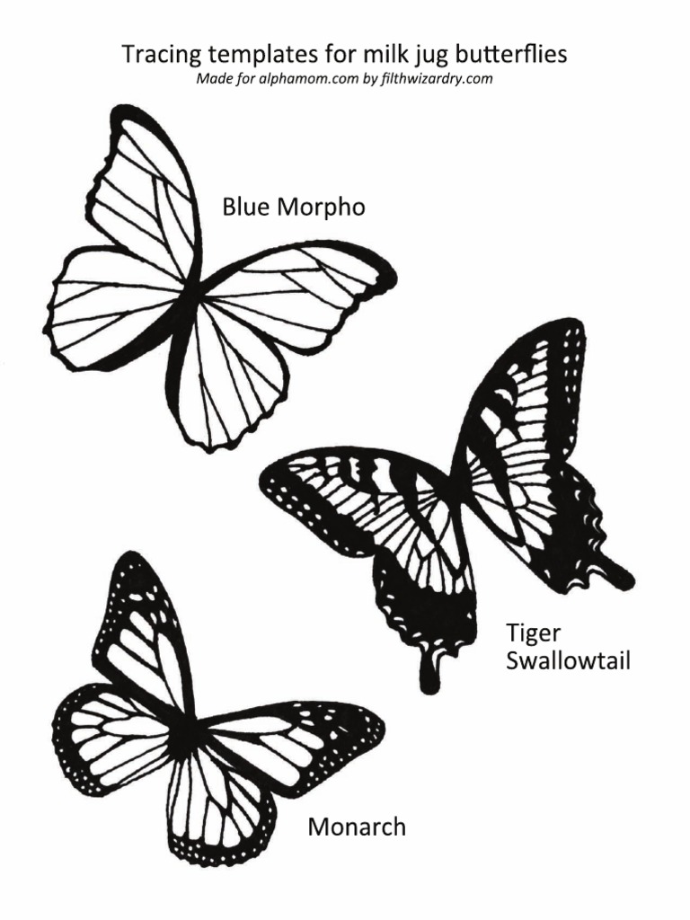 Butterfly Template 2 | PDF