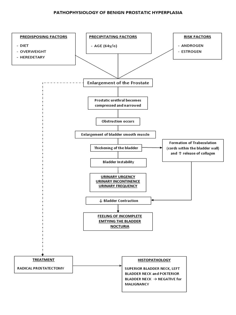 Pathophysiology of Benign Prostatic Hyperplasia | PDF