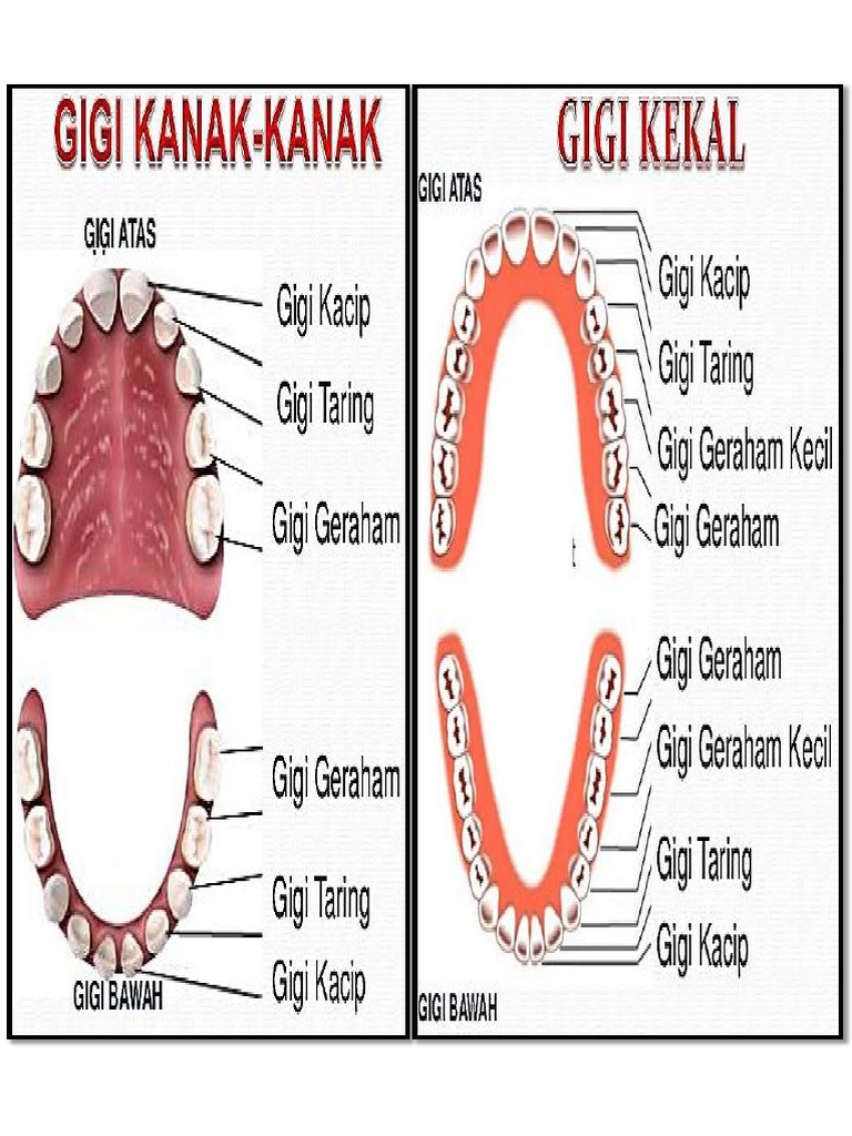 Gigi Susu Vs Gigi Kekal | PDF
