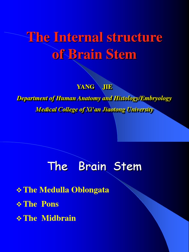 Internal Structure of the Brainstem | PDF | Brainstem | Neuroscience