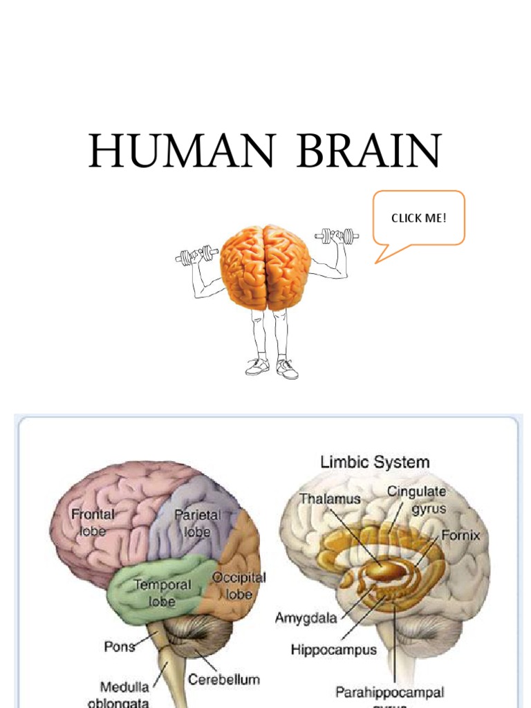 An In-Depth Look at the Major Regions and Structures of the Human Brain ...