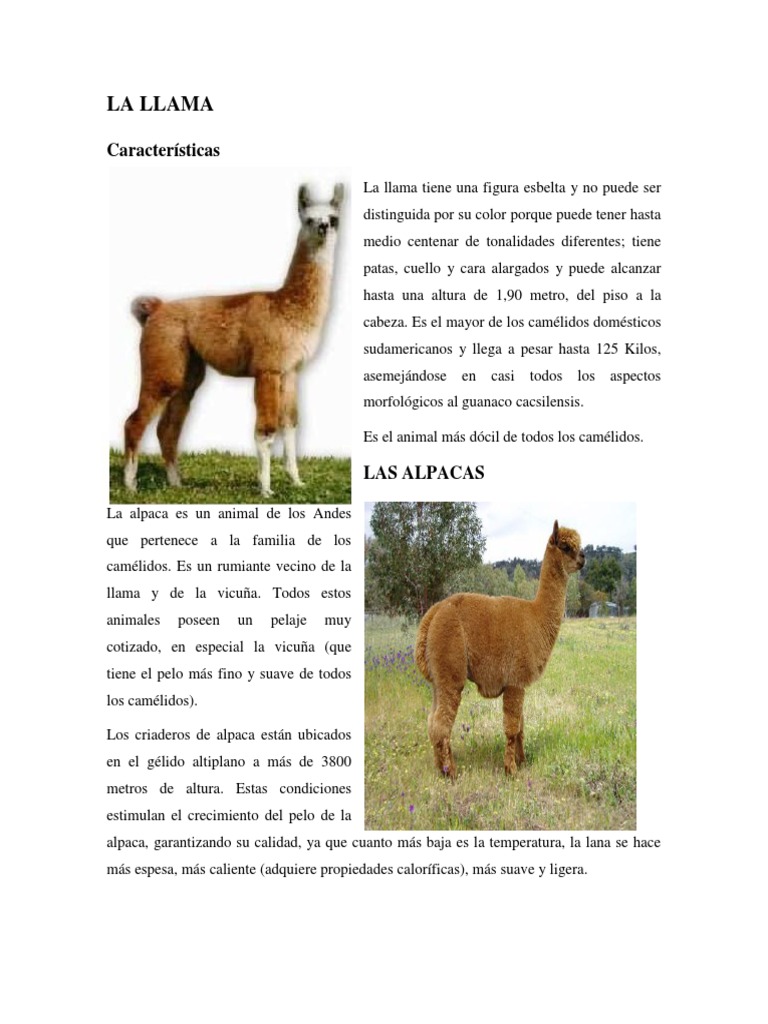 la llama | Naturaleza | Sicología y ciencia cognitiva