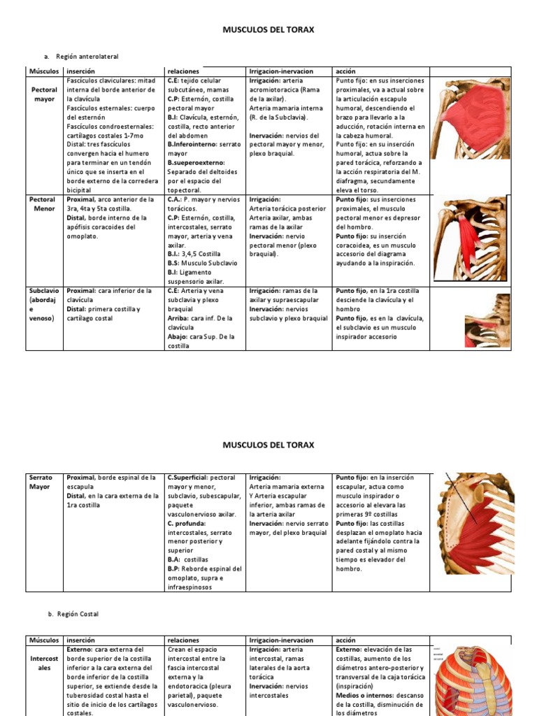 Musculos Del Torax | Tórax | Tórax (anatomía humana)