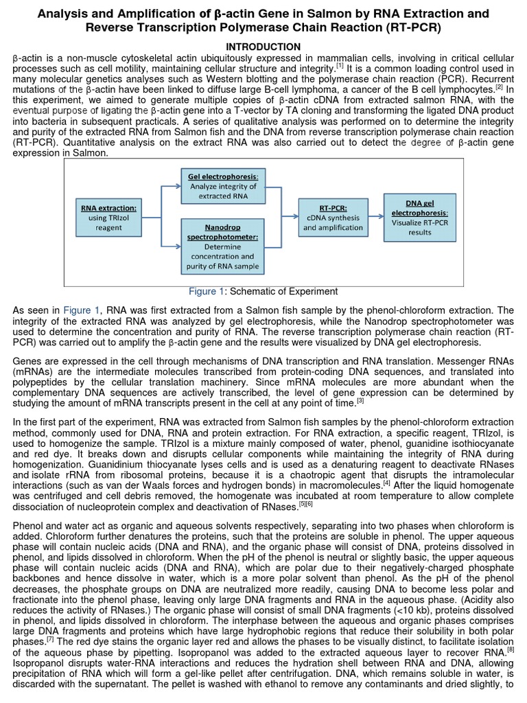 Gel Electrophoresis Lab Report | PDF | Reverse Transcription Polymerase ...