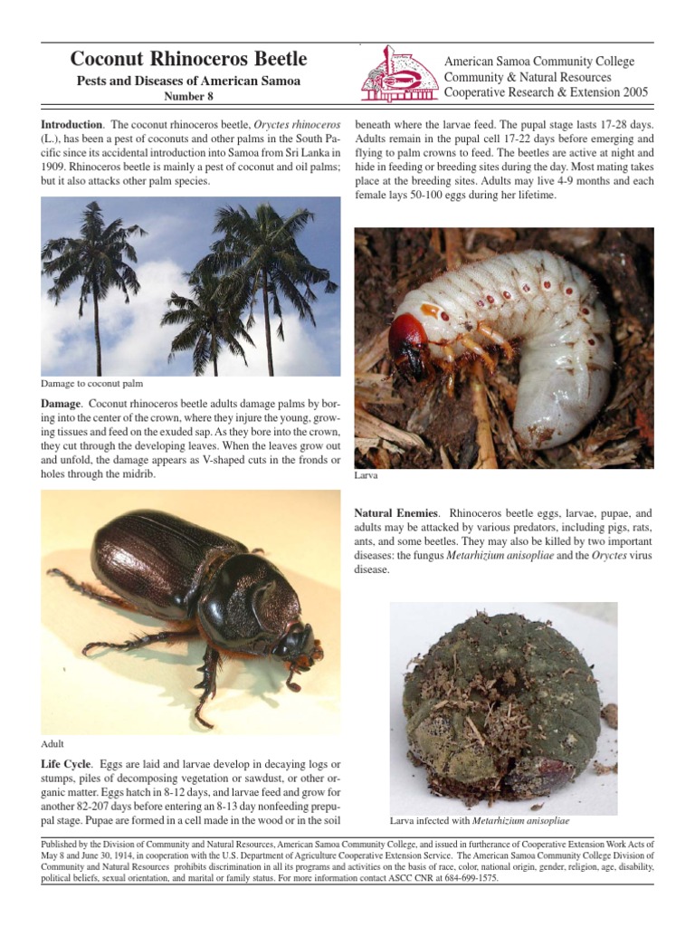Coconut Beetlehfgjxc | Beetle | Pupa
