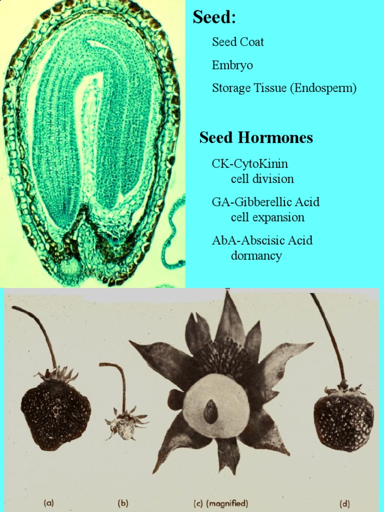 Seed Hormones: Seed Coat Embryo Storage Tissue (Endosperm) | PDF ...