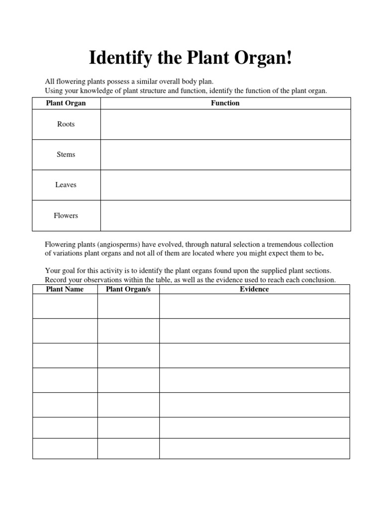 Identify The Plant Organ Activity | PDF | Leaf | Plant Stem