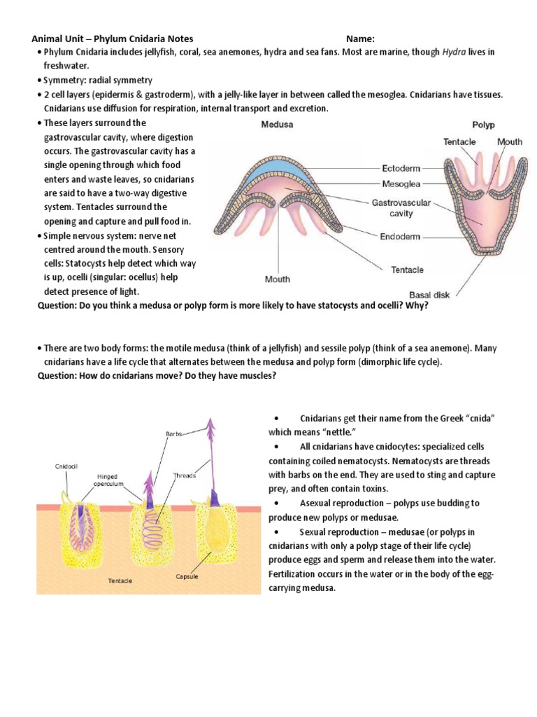 phylum cnidaria notes | Animal Taxonomy | Zoology