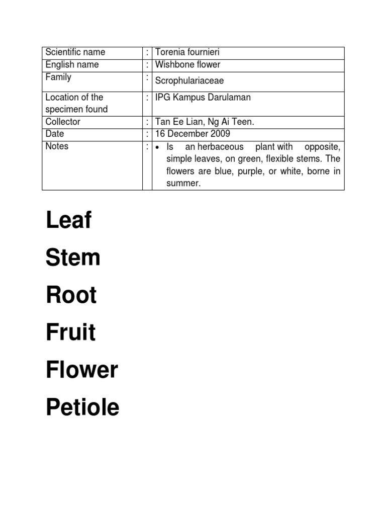Leaf Stem Root Fruit Flower Petiole | PDF