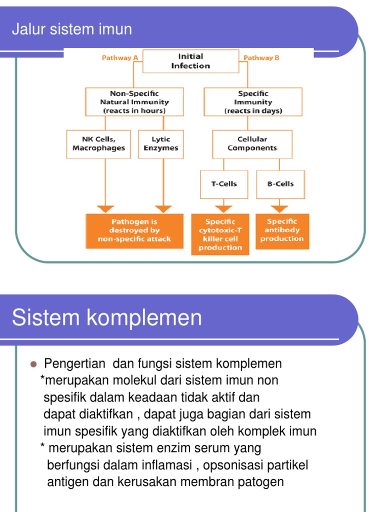 Mekanisme Aktivasi Sistem Komplement | PDF