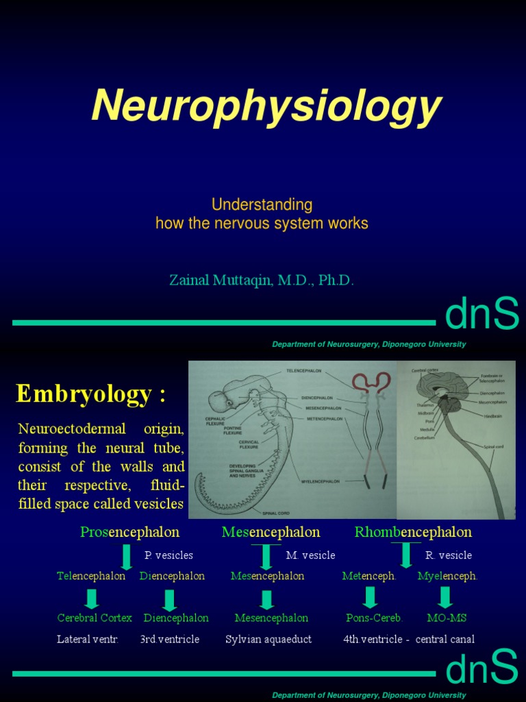 Neurophysiology | PDF | Cerebellum | Limbic System