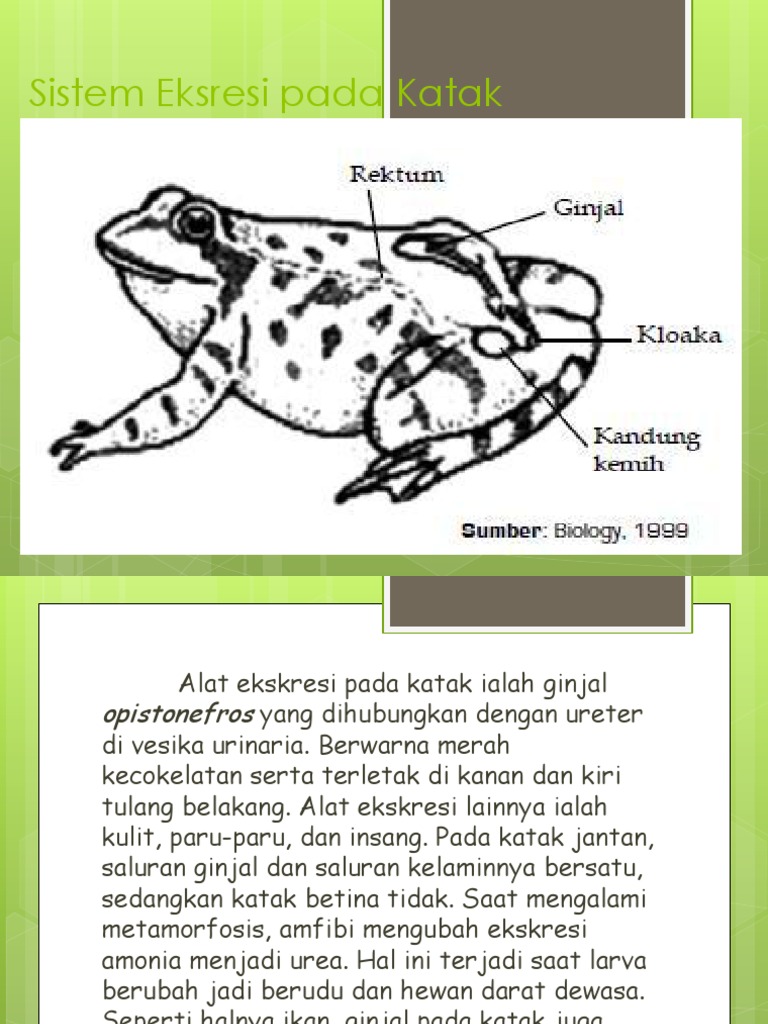 Sistem Eksresi dan Reproduksi Katak | PDF