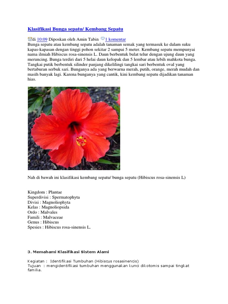 Inilah 13+ Morfologi Tanaman Bunga Sepatu Kekinian - Informasi Seputar ...