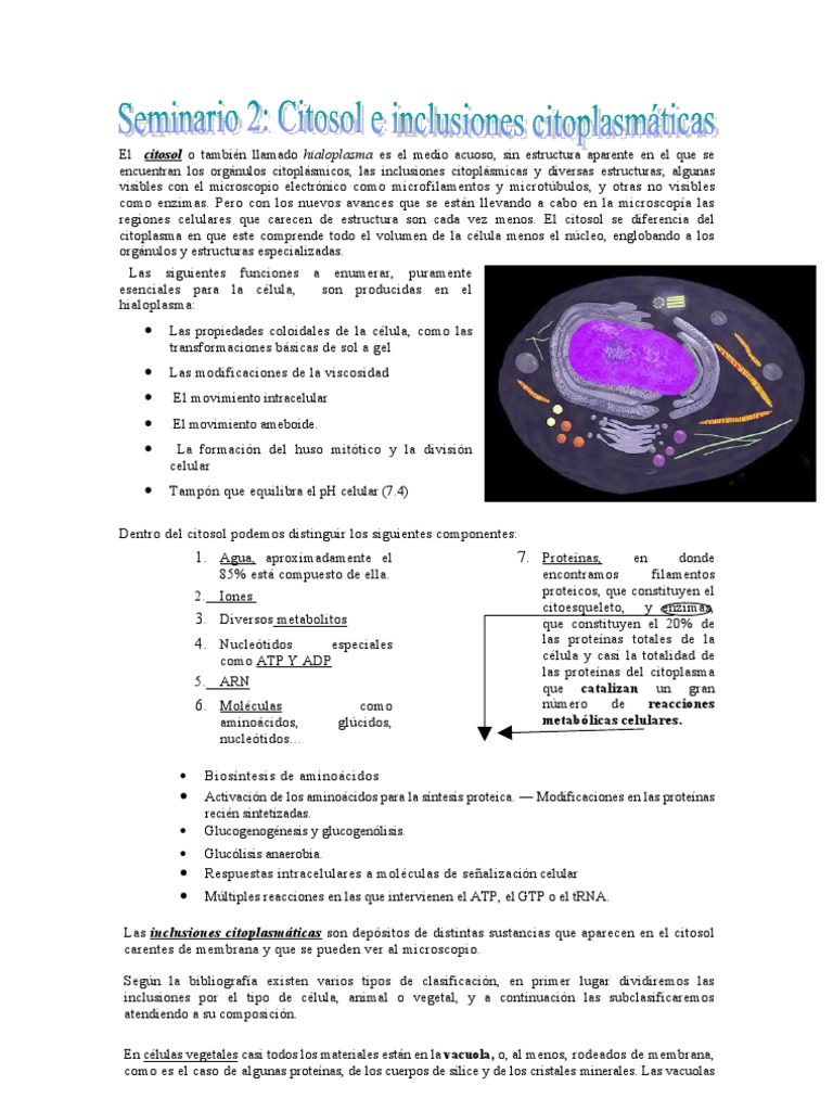 Citosol e Inclusiones Citoplasmáticas | PDF | Citosol | Citoplasma