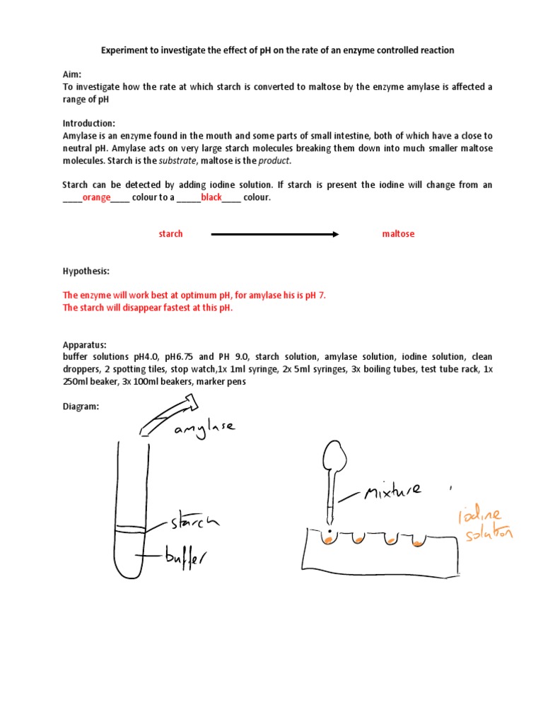 Starch and Amylase Experiment | Starch | Experiment