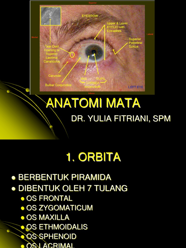 Anatomi Orbita dan Vaskularisasi Mata | PDF