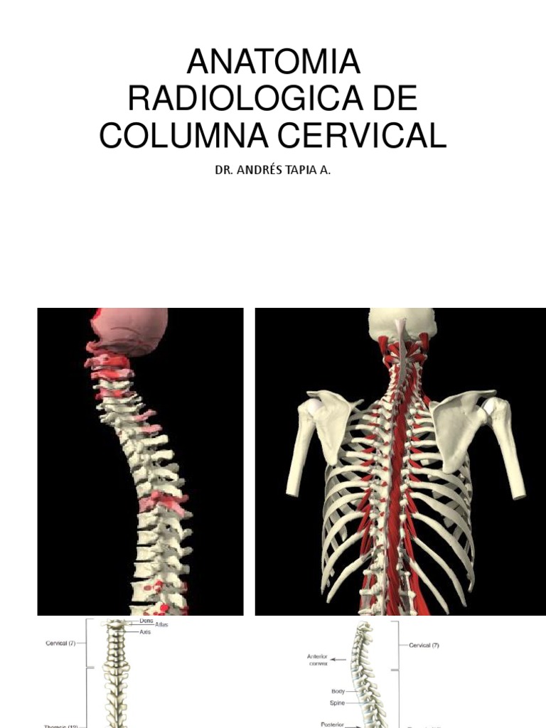 Anatomia Radiologica de Columna Cervical