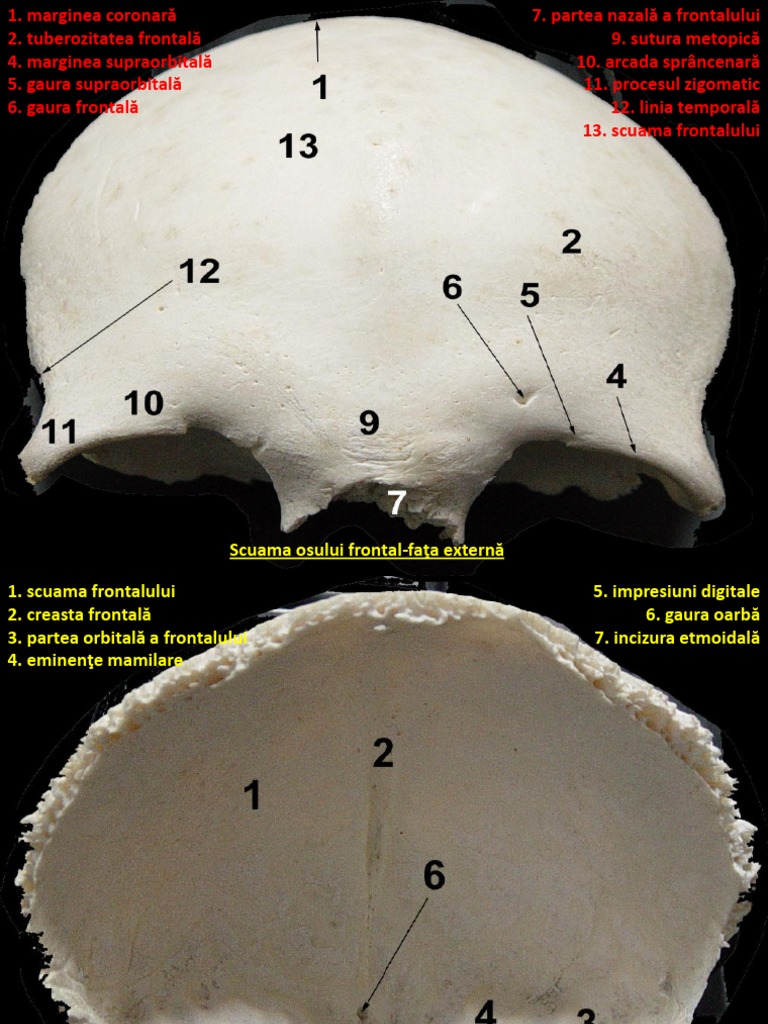 Imagini Oasele Capului