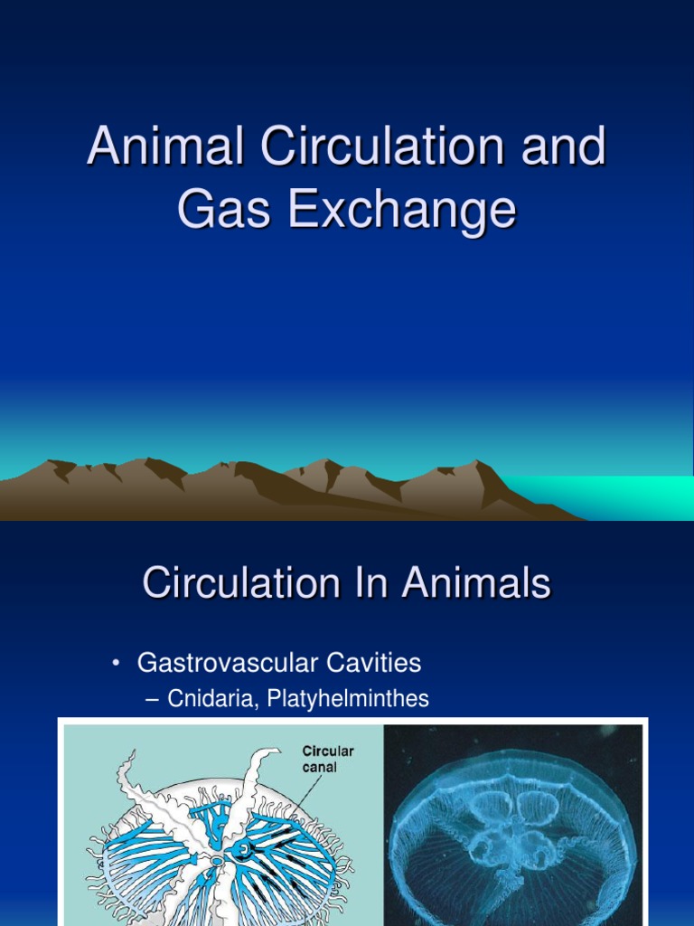 Animal Circulation and Respiration | PDF | Circulatory System | Atrium ...