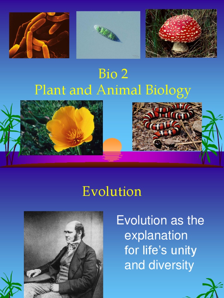 Bio 2 Plant and Animal Biology | PDF | Evolution | Phylogenetics