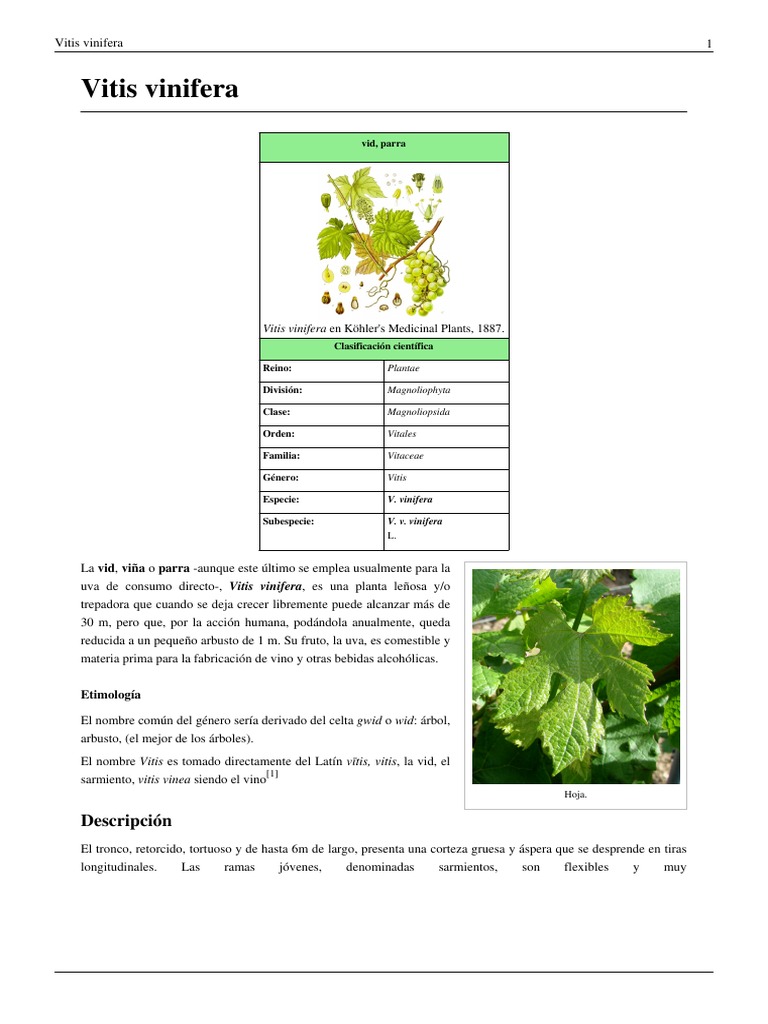 Vitis Vinifera Pdf 5 Pdf Etnobotánica Vitis