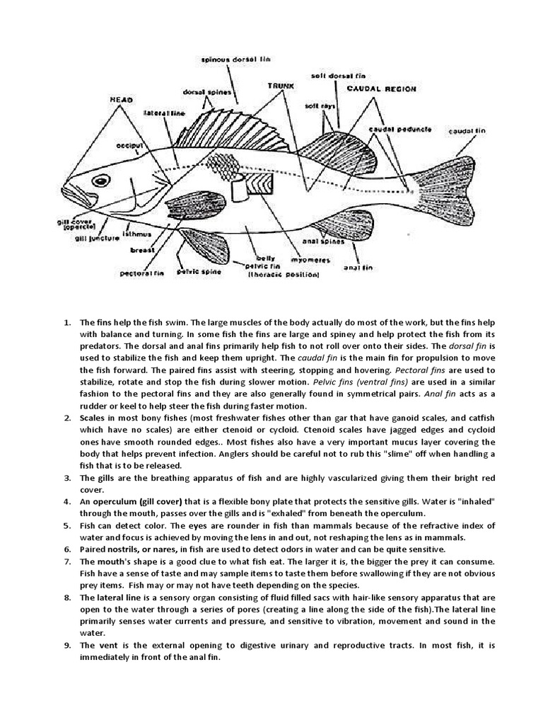 Functions of Fish External Parts | PDF | Fish | Aquatic Organisms