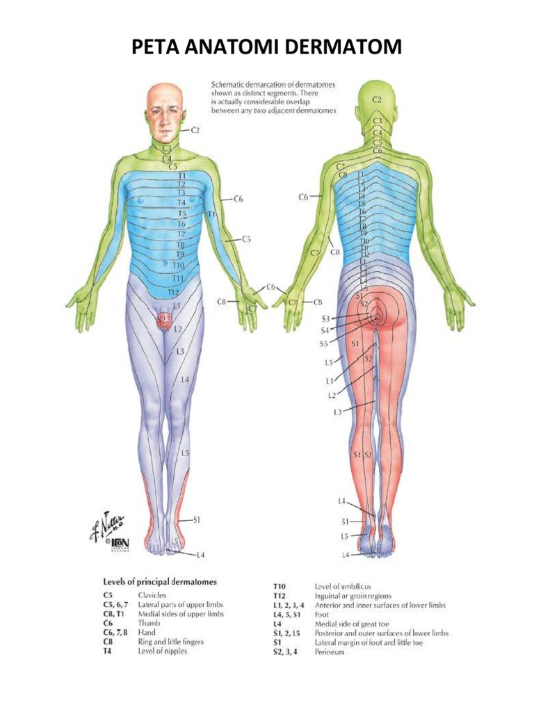 Peta Dermatom | PDF