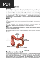 Histología y función del yeyuno | PDF | Intestino delgado | Anatomía
