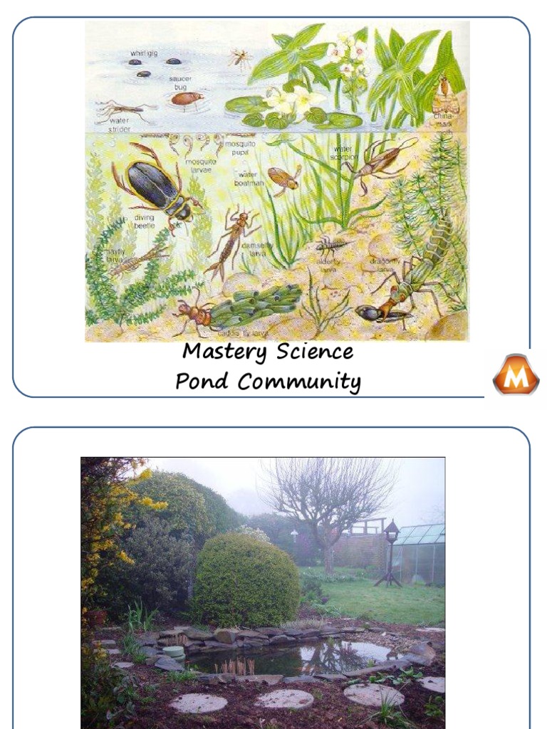 Pond Life Exploration | PDF