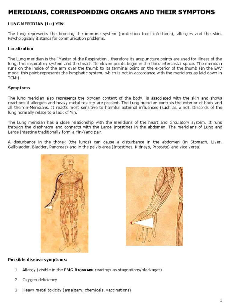 Meridians Organs Symptoms | PDF | Liver | Heart