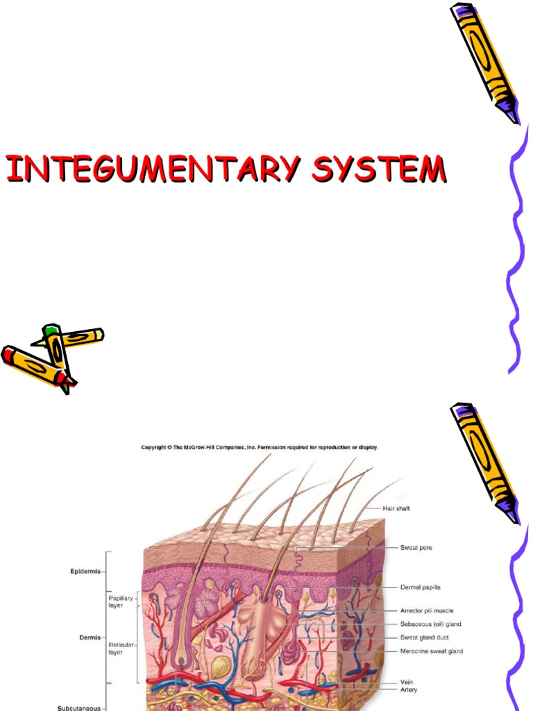Integumentary System | Dermatology | Medical Specialties