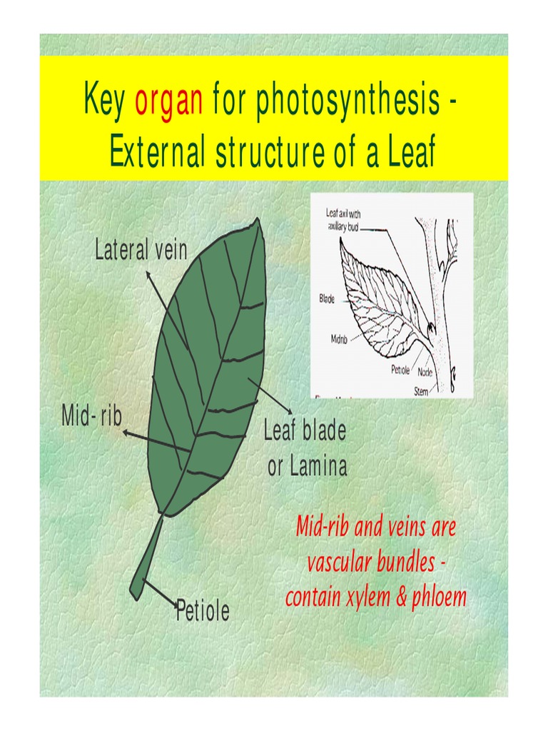Stomata In Photosynthesis