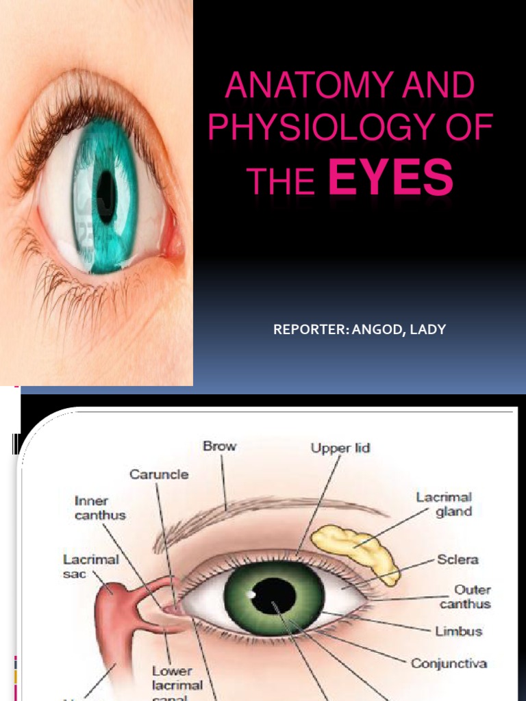 Anatomy and Physiology of The Eyes | PDF | Human Eye | Visual System