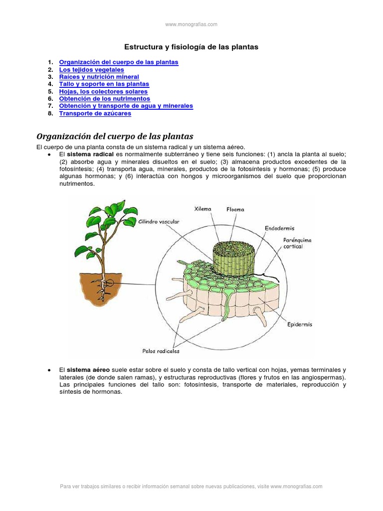 Estructura y Fisiologia Plantas | Raíz | Tallo de la planta