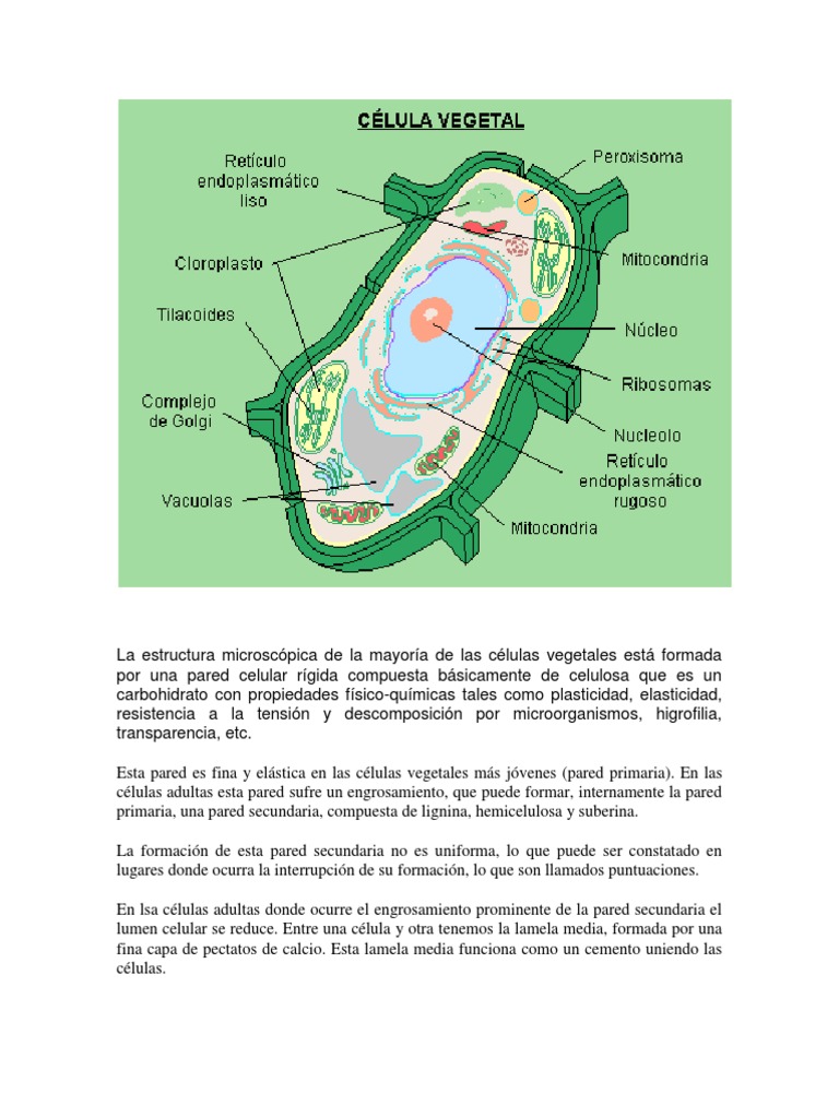 Diagrama De Célula Vegetal 6to Grado