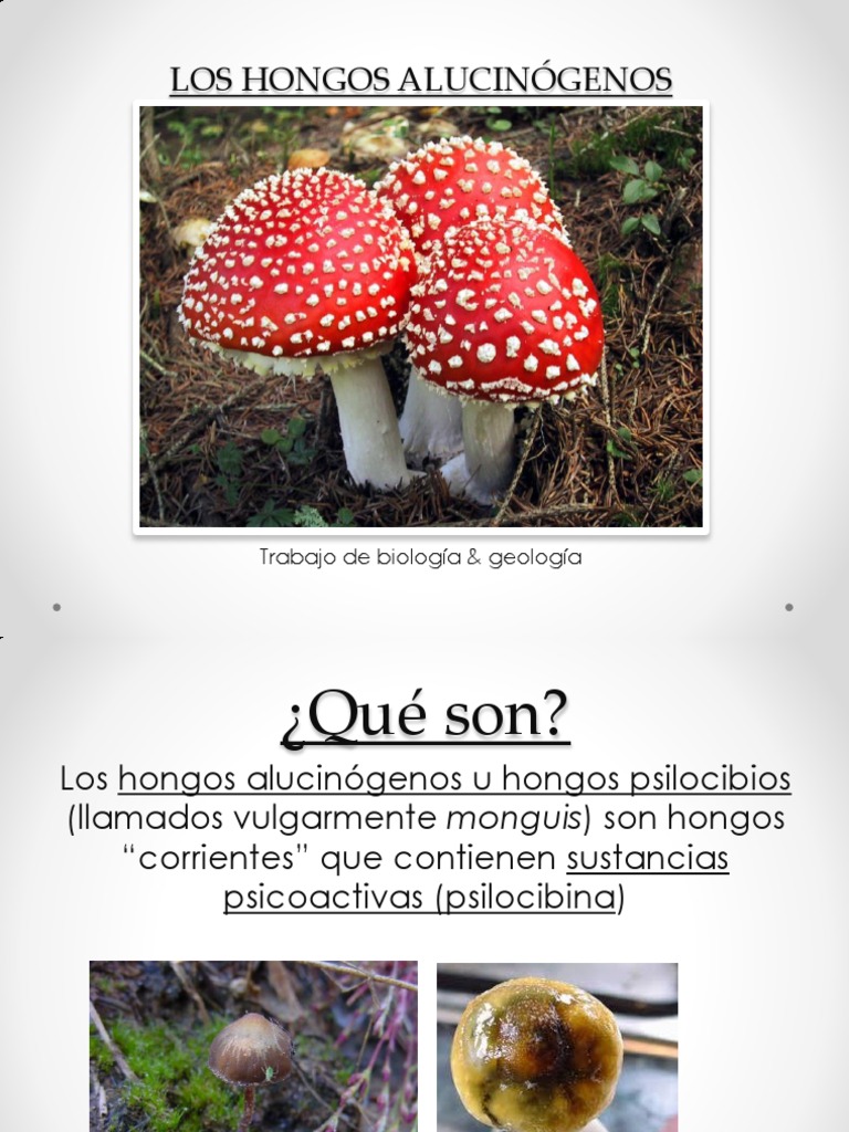 LOS HONGOS ALUCINÓGENOS | Psilocibina | Alucinógeno