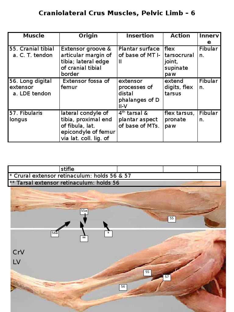 Craniolateral Crus Muscles Overview | PDF | Human Leg | Skeletal System