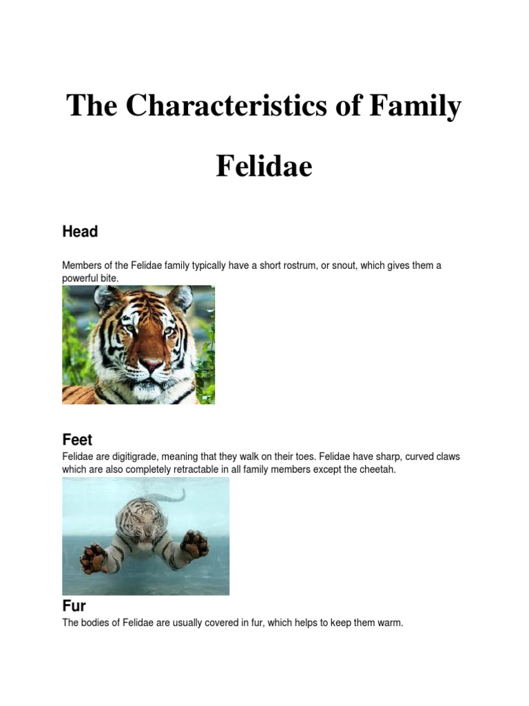 The Characteristics of Family Felidae | PDF