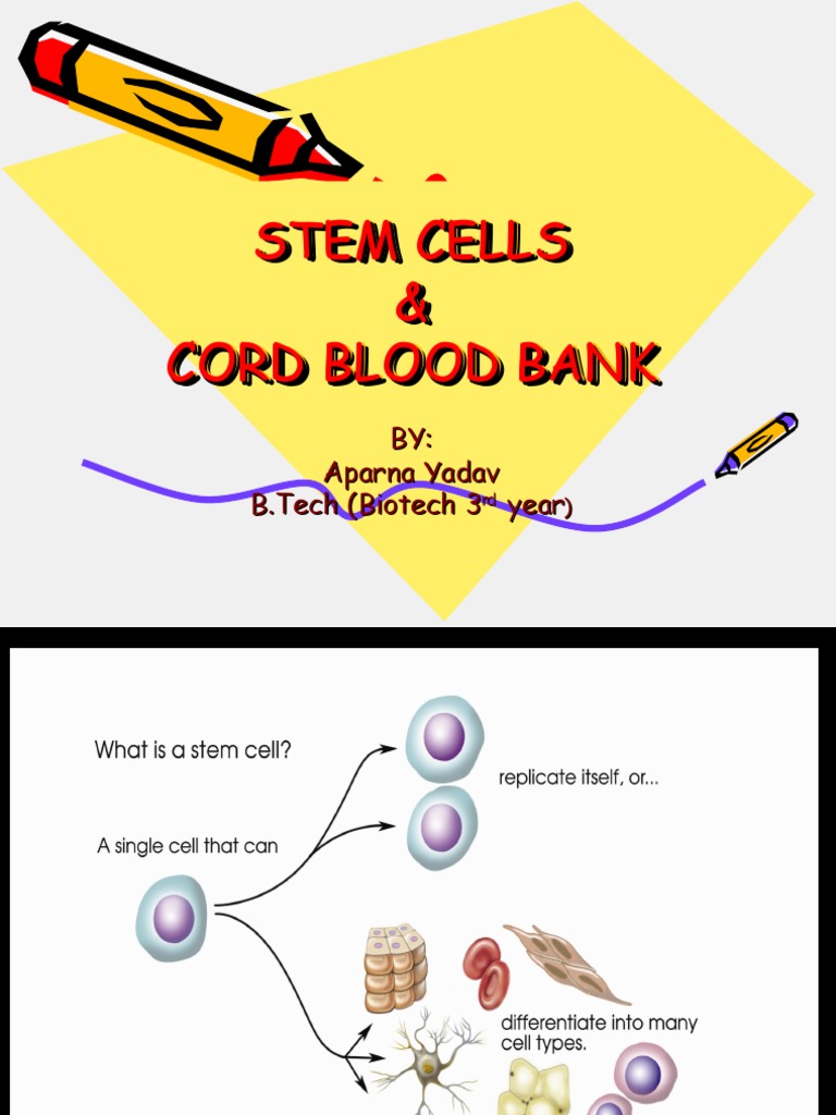 Stem Cells & Cord Blood Bank | Download Free PDF | Stem Cell | Cell Potency