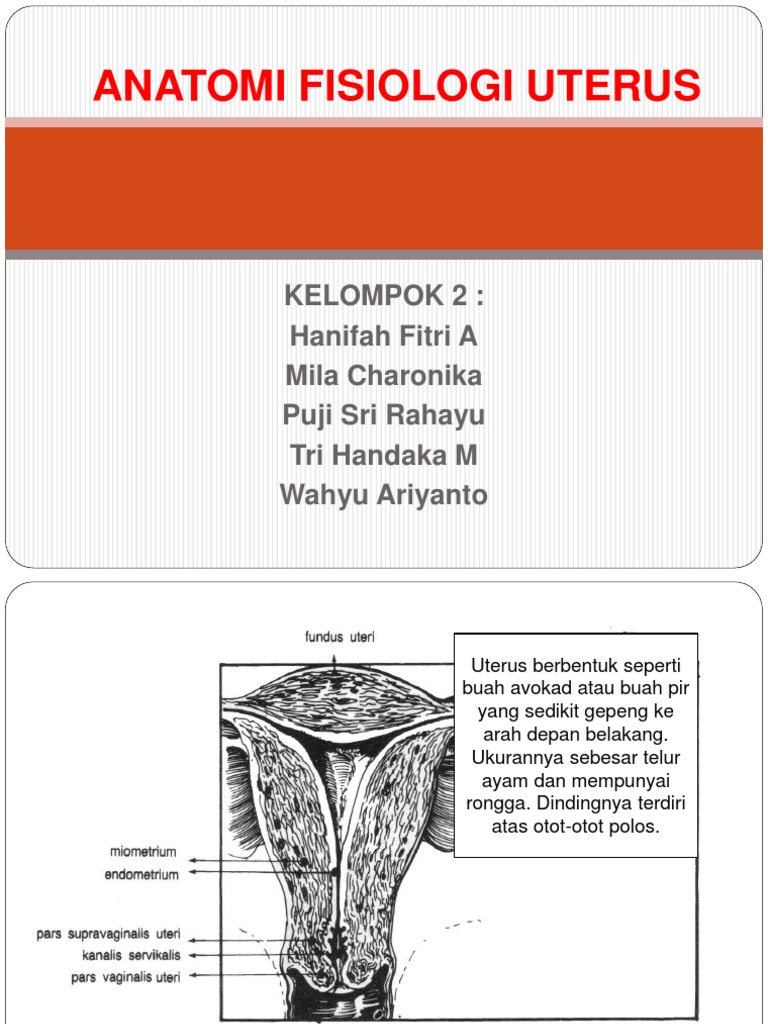 Anatomi Fisiologi Uterus Pdf
