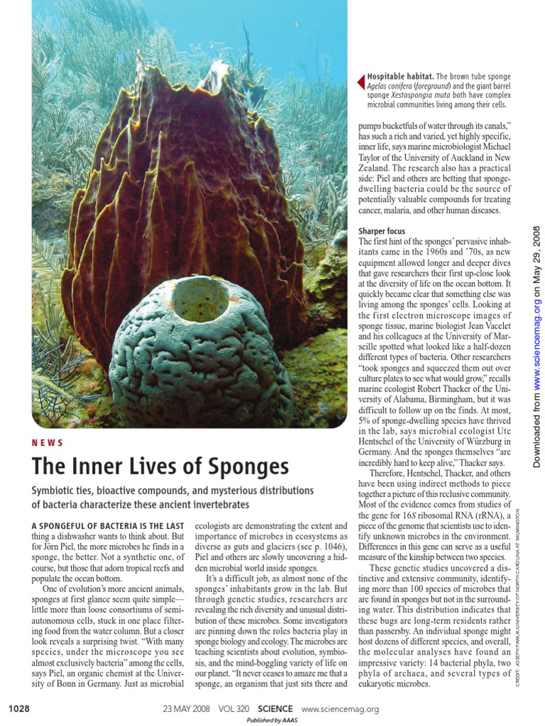 The Inner Lives of Sponges | PDF | Sponge | Microorganism