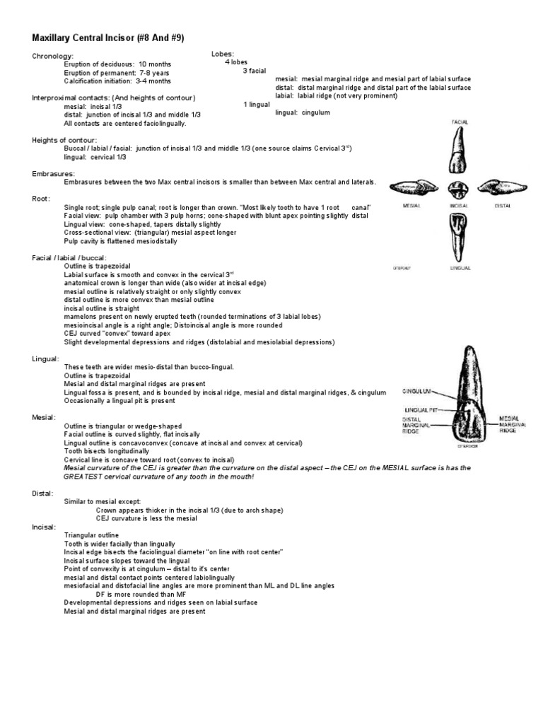 Dental Morphology & Anatomy | PDF | Tooth | Dental Anatomy