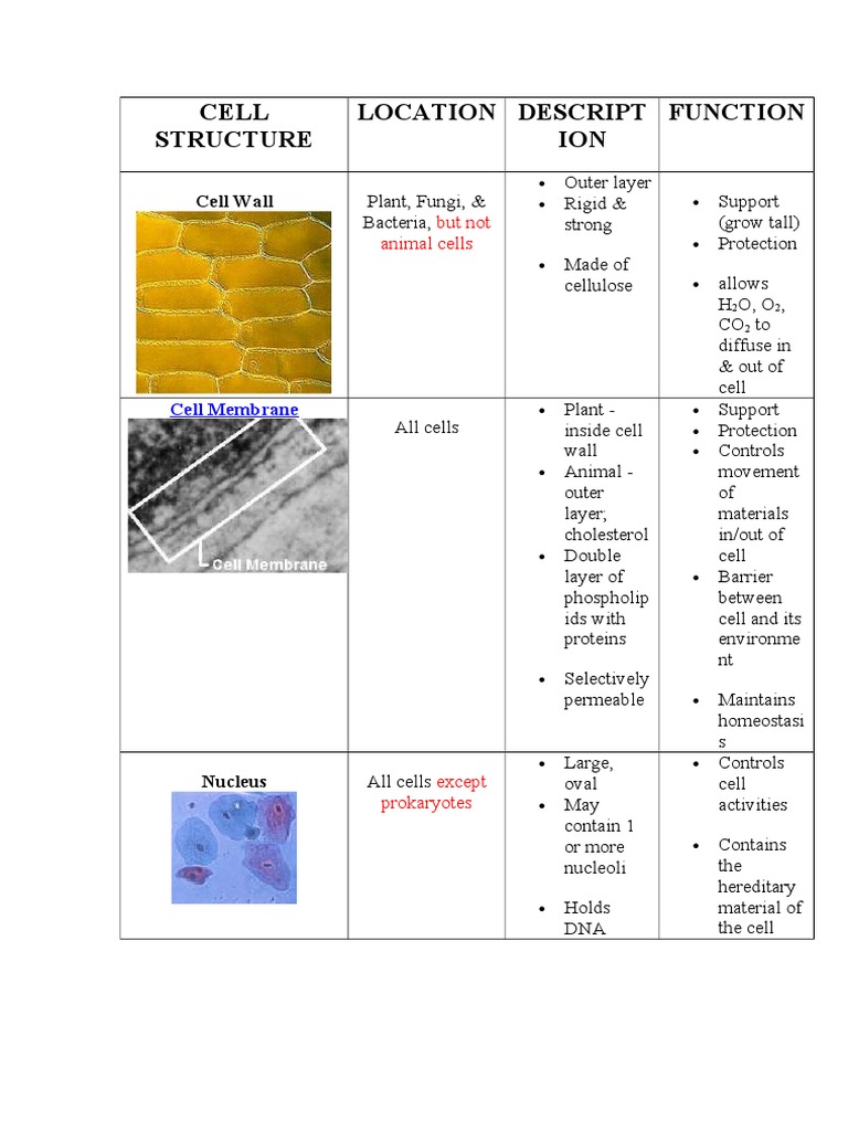 Cell Structure Location Descript ION Function | PDF | Cell (Biology ...