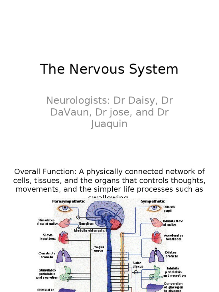 The Nervous System | PDF | Nervous System | Central Nervous System